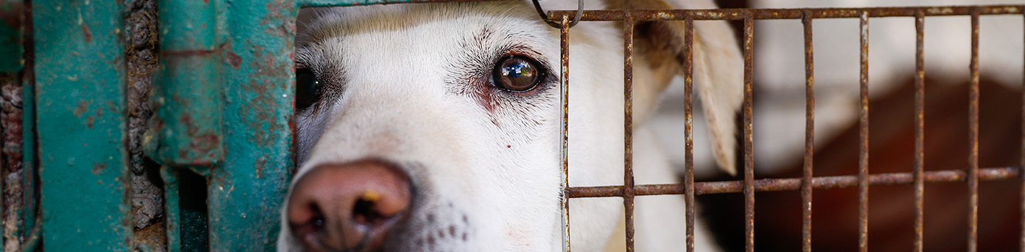 Inspirational Appeals Are More Effective: The Influence of Strength ...